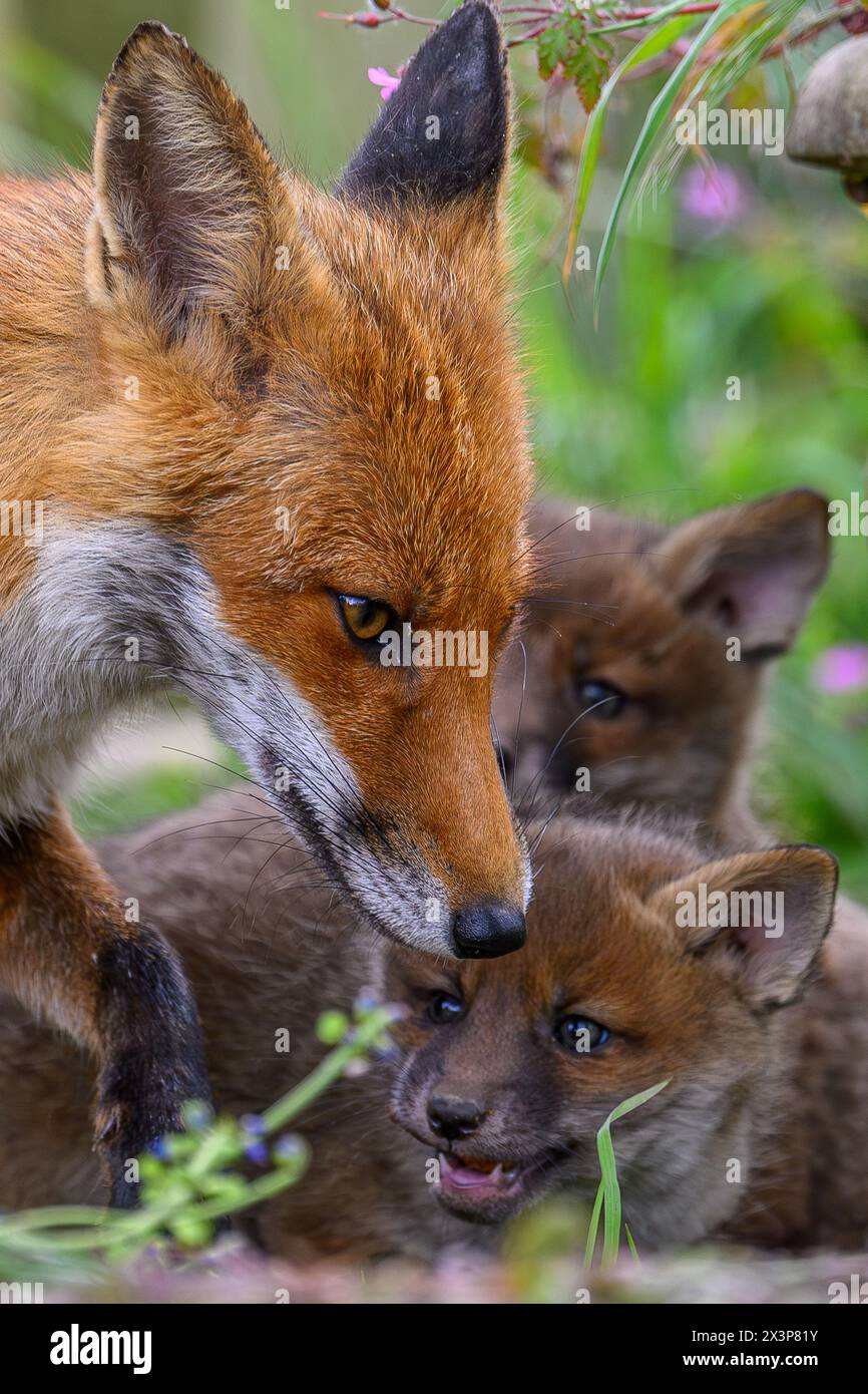 Fox in Bluebells Stock Photo - Alamy