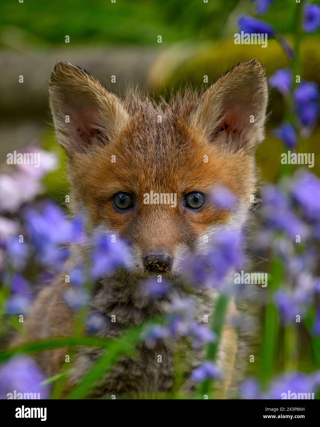 Fox cub photography hi-res stock photography and images - Alamy