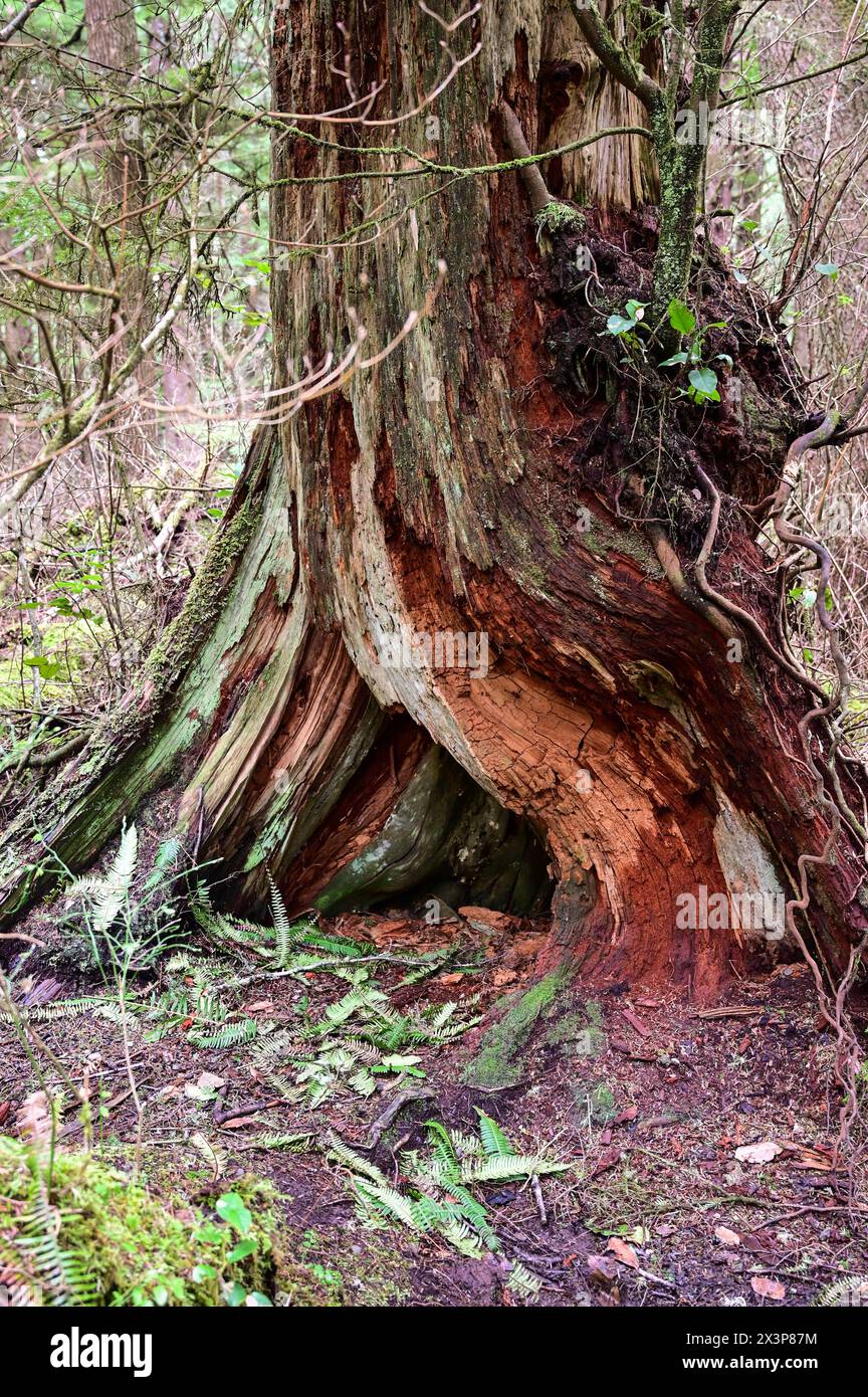 Old and weathered curved tree stump Stock Photo - Alamy
