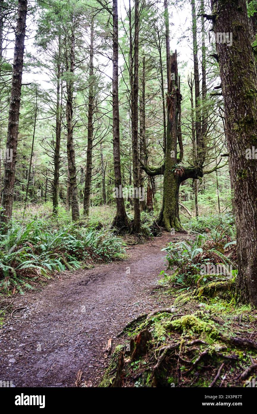 Candlestick shaped tree on the hike to Second Beach in the Olympic ...