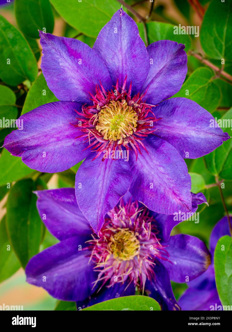 Clematis multi blue hi-res stock photography and images - Alamy