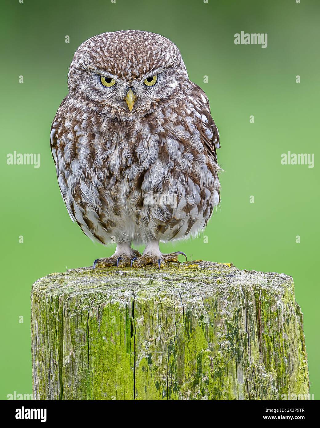Owl of minerva hi-res stock photography and images - Alamy