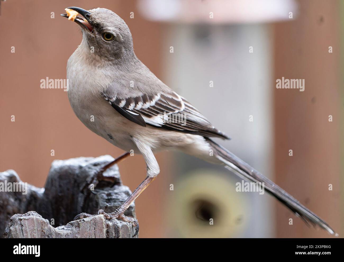 A Northern Mockingbird on the backyard deck Stock Photo - Alamy