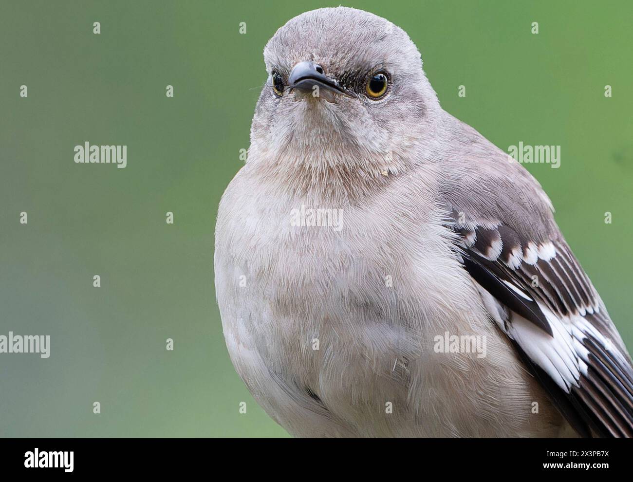 A Northern Mockingbird on the backyard deck Stock Photo - Alamy