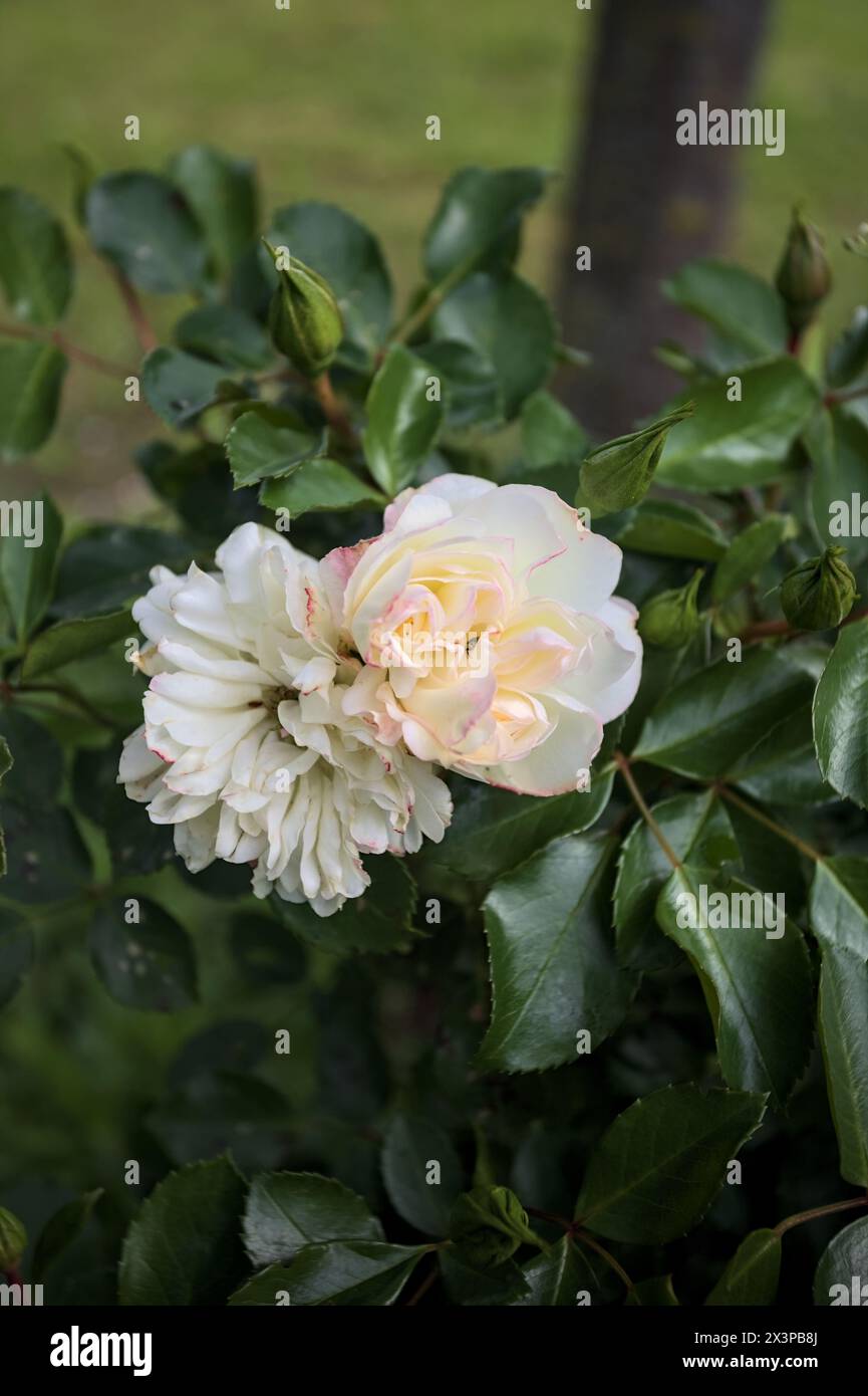 Ground cover rose in bloom seen up close Stock Photo - Alamy