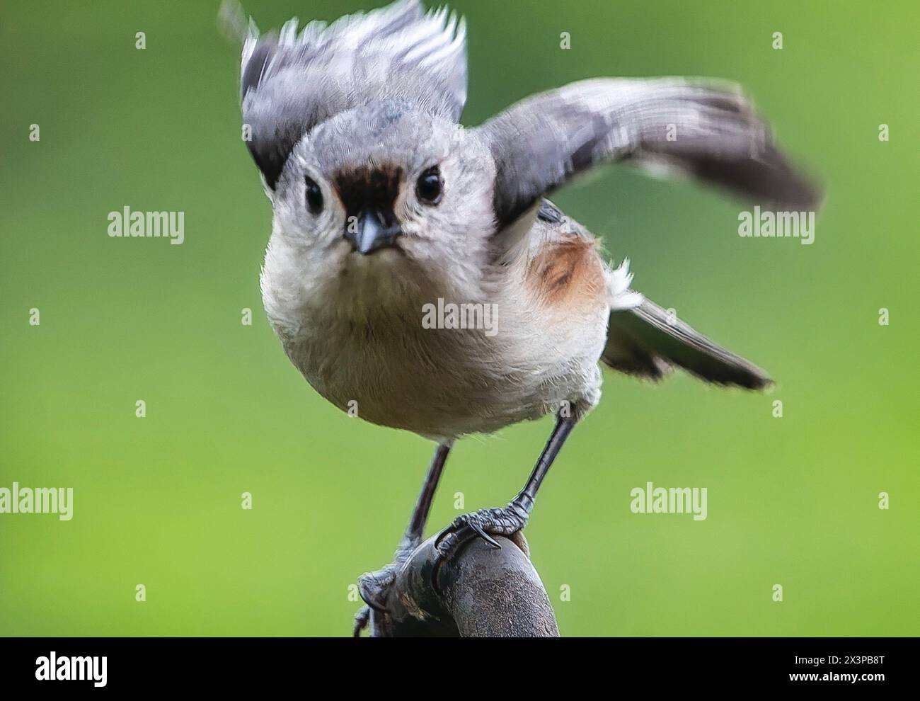 Tufted titmouse in flight hi-res stock photography and images - Alamy