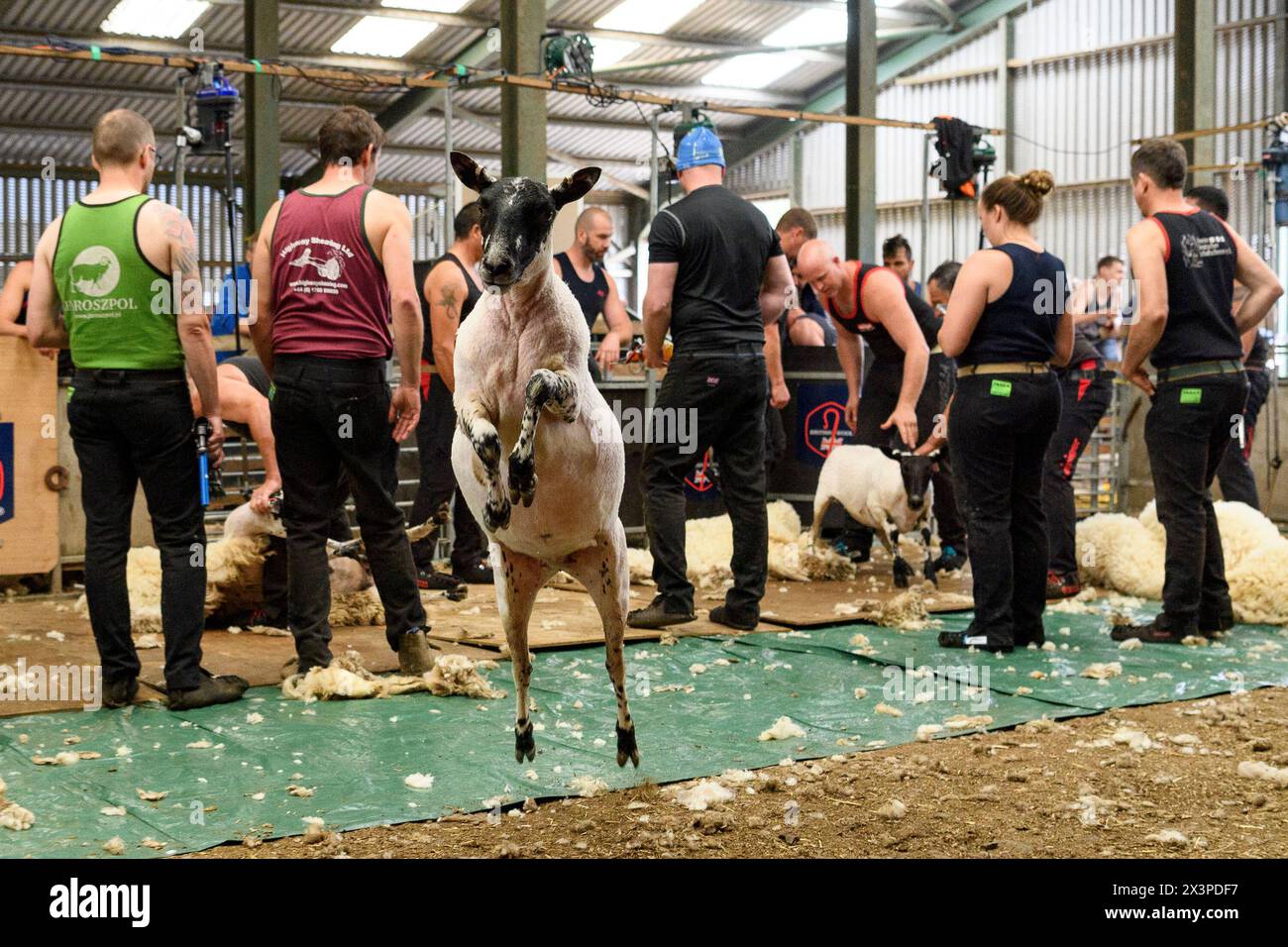 **Pics free to use** Preparations were underway today (20 June) as ...