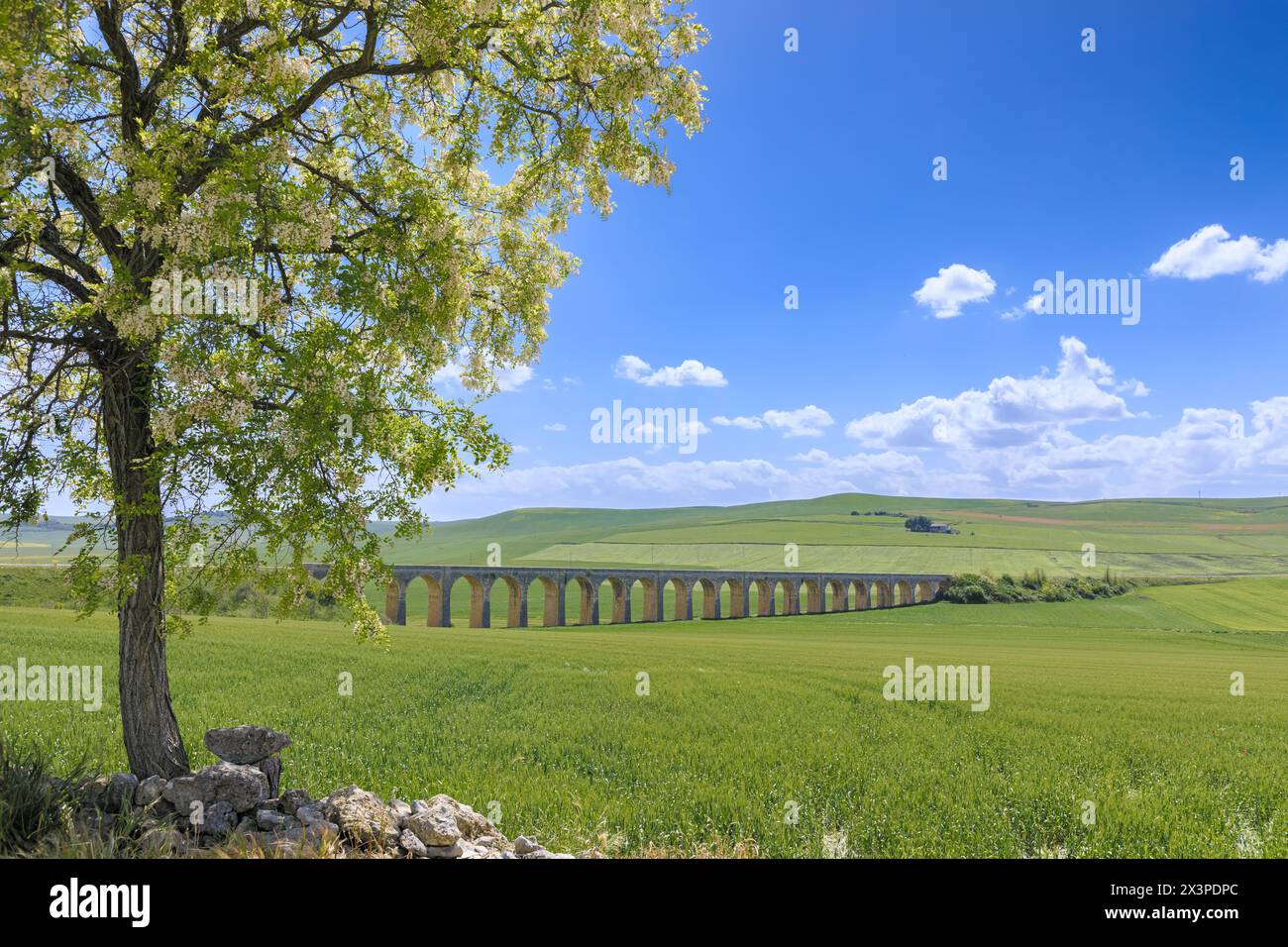 Apulia landscape: flowering tree with green hills crossed by viaduct ...