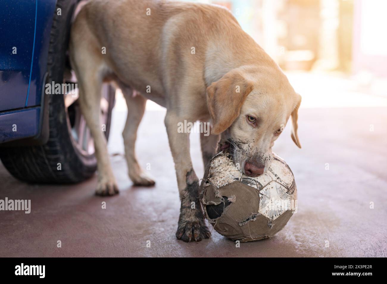 Labrador dog chewing ball on bright sunny summer background Stock Photo ...