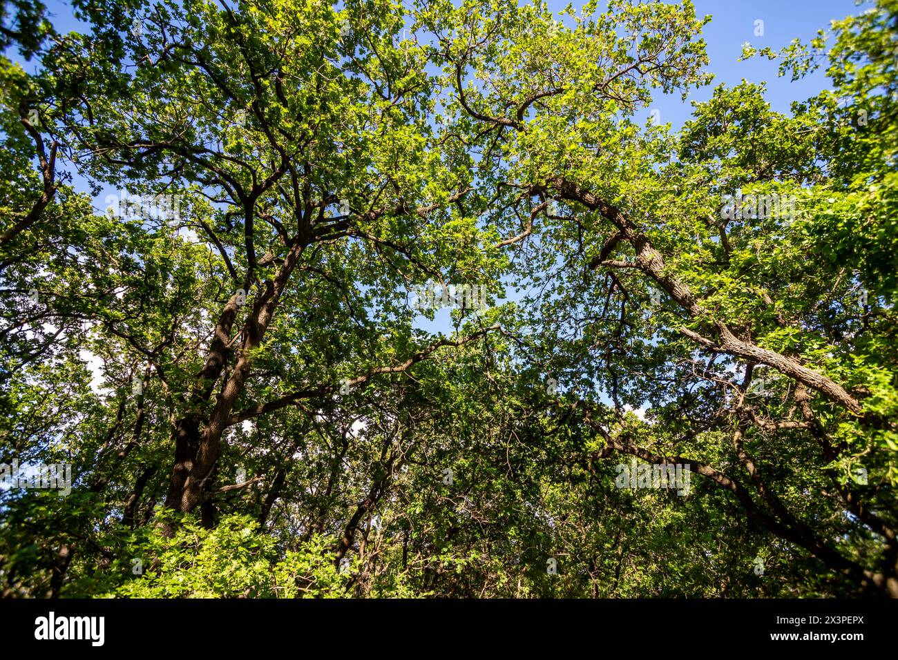 Live oak canopy hi-res stock photography and images - Alamy