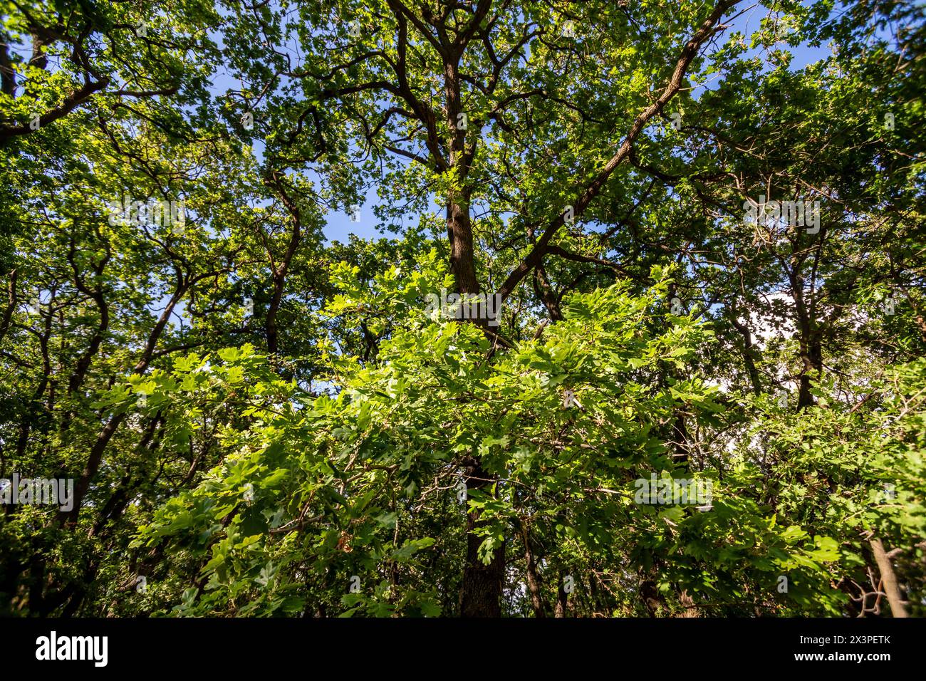 Historic angel oak tree hi-res stock photography and images - Alamy