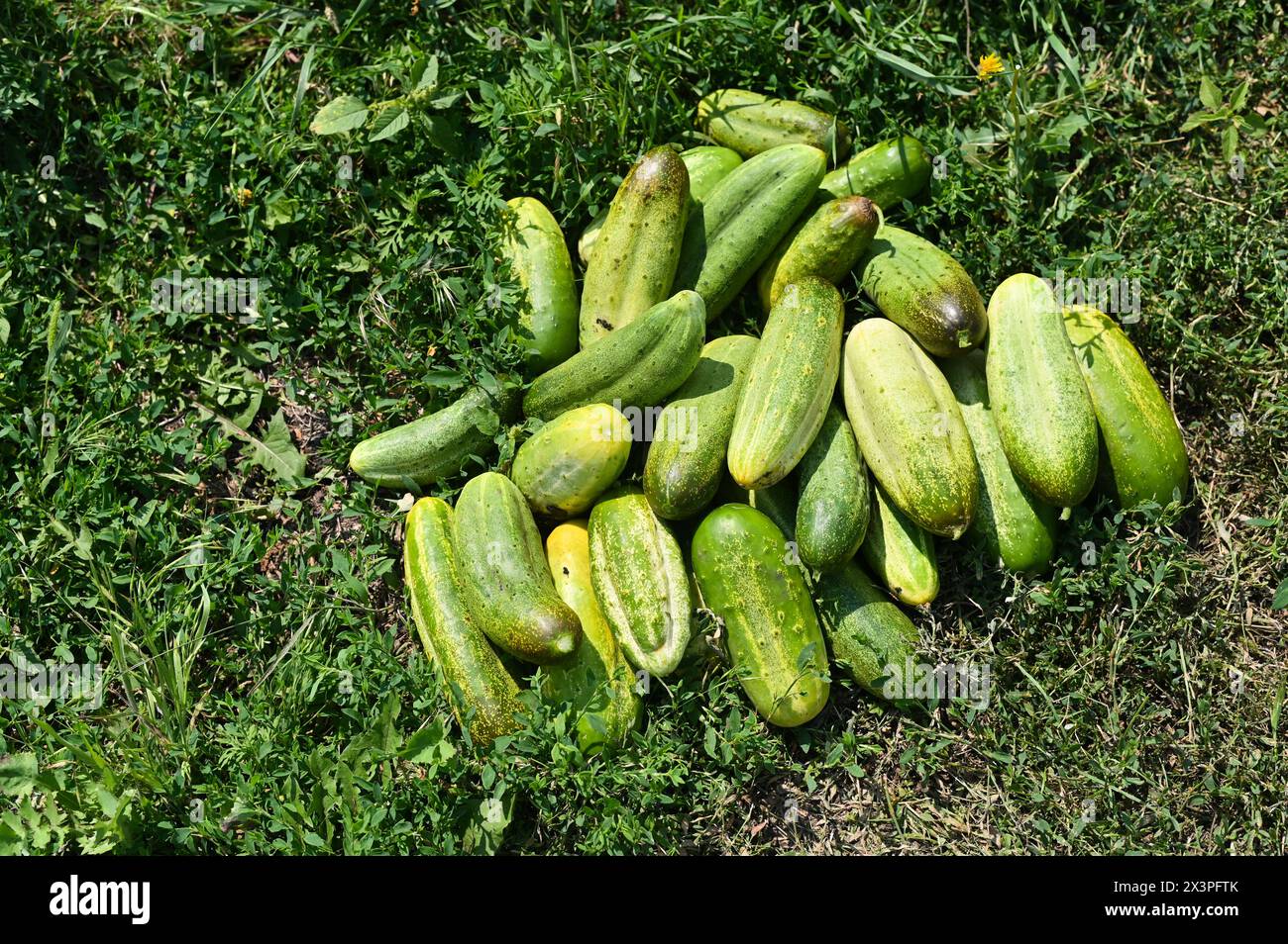 a bunch of harvested ripe cucumbers Stock Photo - Alamy