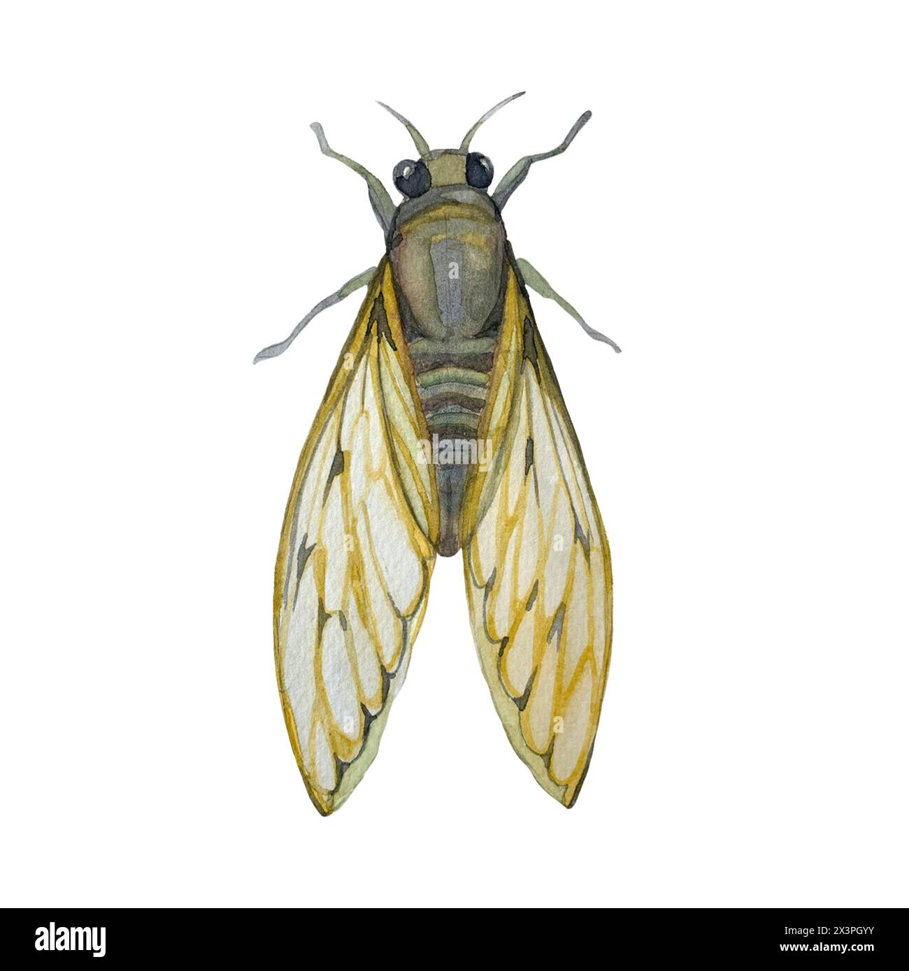 Cicada illustration hi-res stock photography and images - Alamy