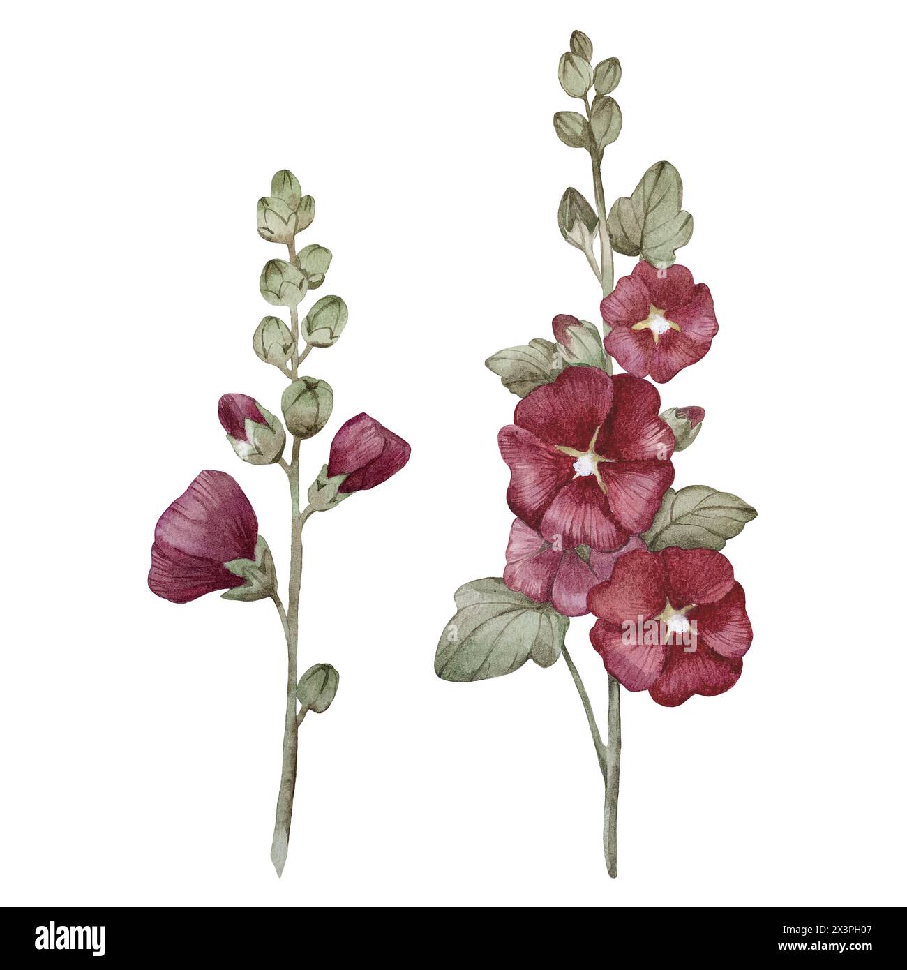 Red mallow flowering branches isolated on white background. Watercolor ...
