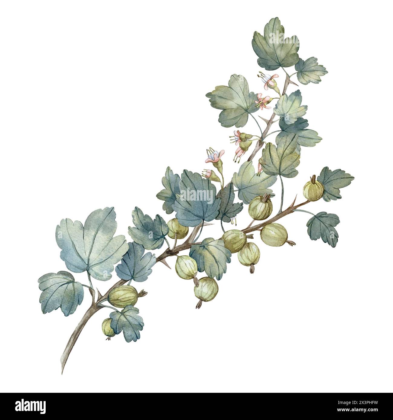 Gooseberry drawing hi-res stock photography and images - Alamy