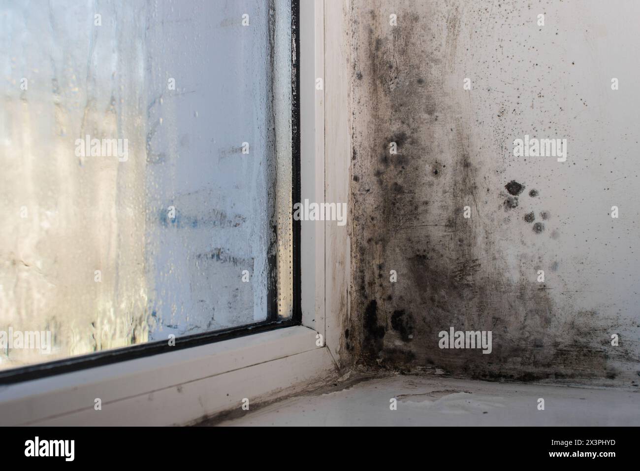 black mold on the window Stock Photo - Alamy