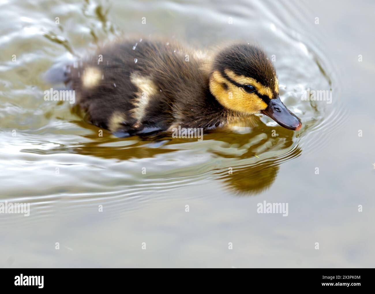 Adorable chick with fluffy yellow down. Follows mother in Dublin's ...
