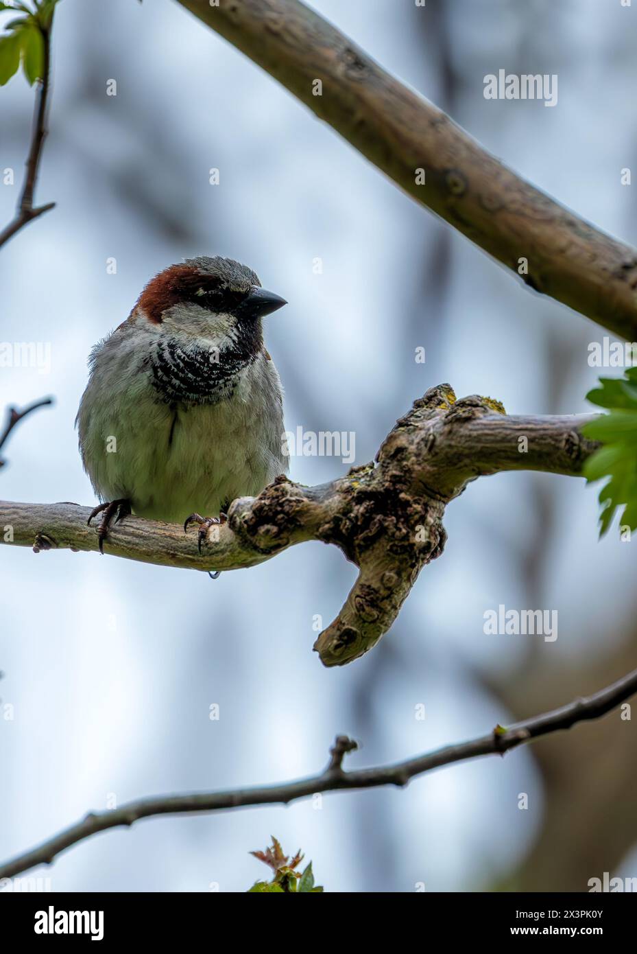 Dublins urban birdwatching hi-res stock photography and images - Alamy