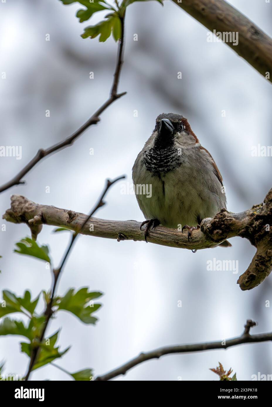 Dublins urban birdwatching hi-res stock photography and images - Alamy