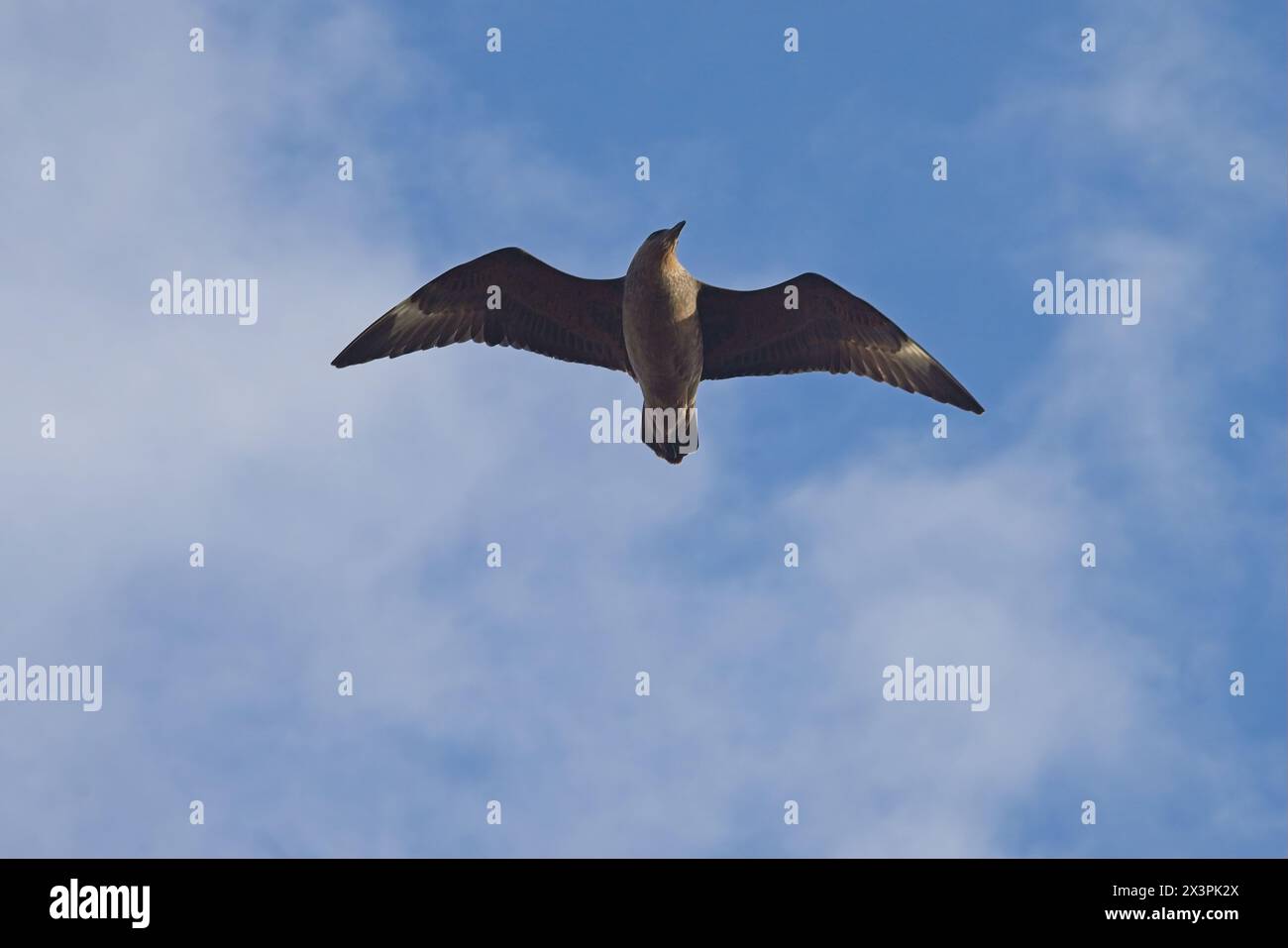 Wildlife passage brazil hi-res stock photography and images - Alamy