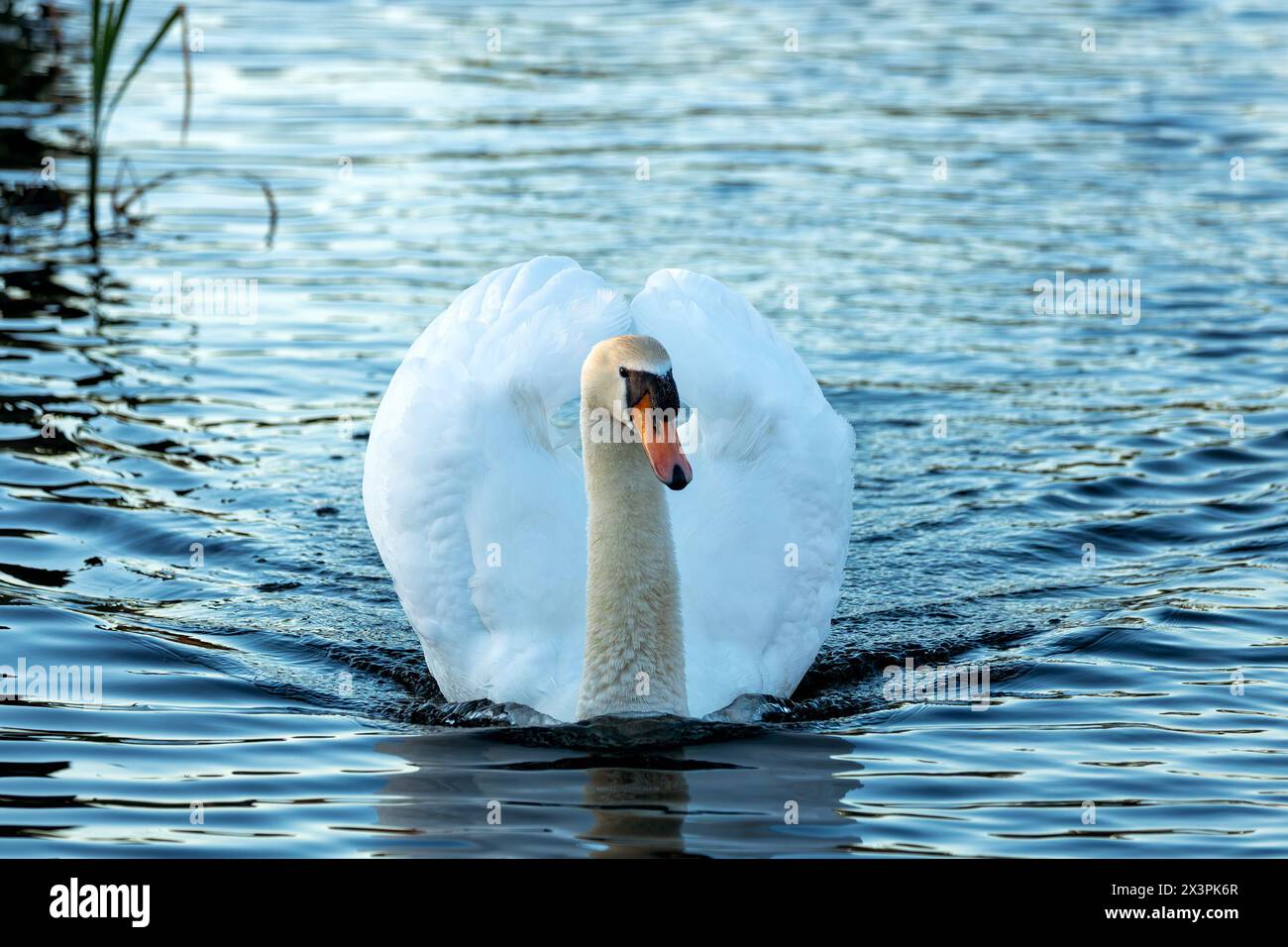 Majestic white swan with orange bill. Glides elegantly on Dublin's ...