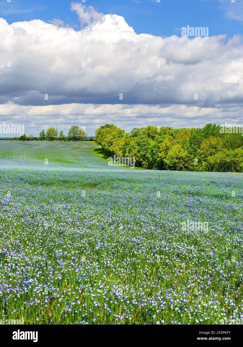 Field of Flax / Linseed (Linum usitatissimum) growing in the sud ...