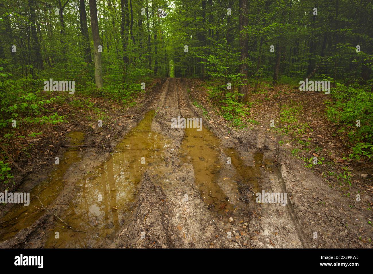 Puddle water trail in hi-res stock photography and images - Alamy