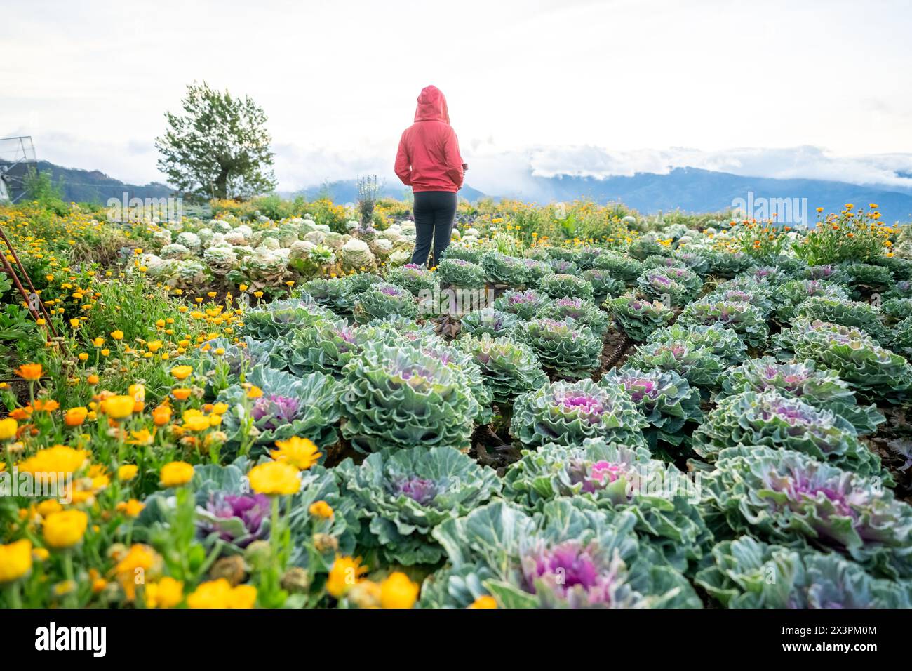 Scenic of flower farm at Atok, Benguet in the mountain province of the ...