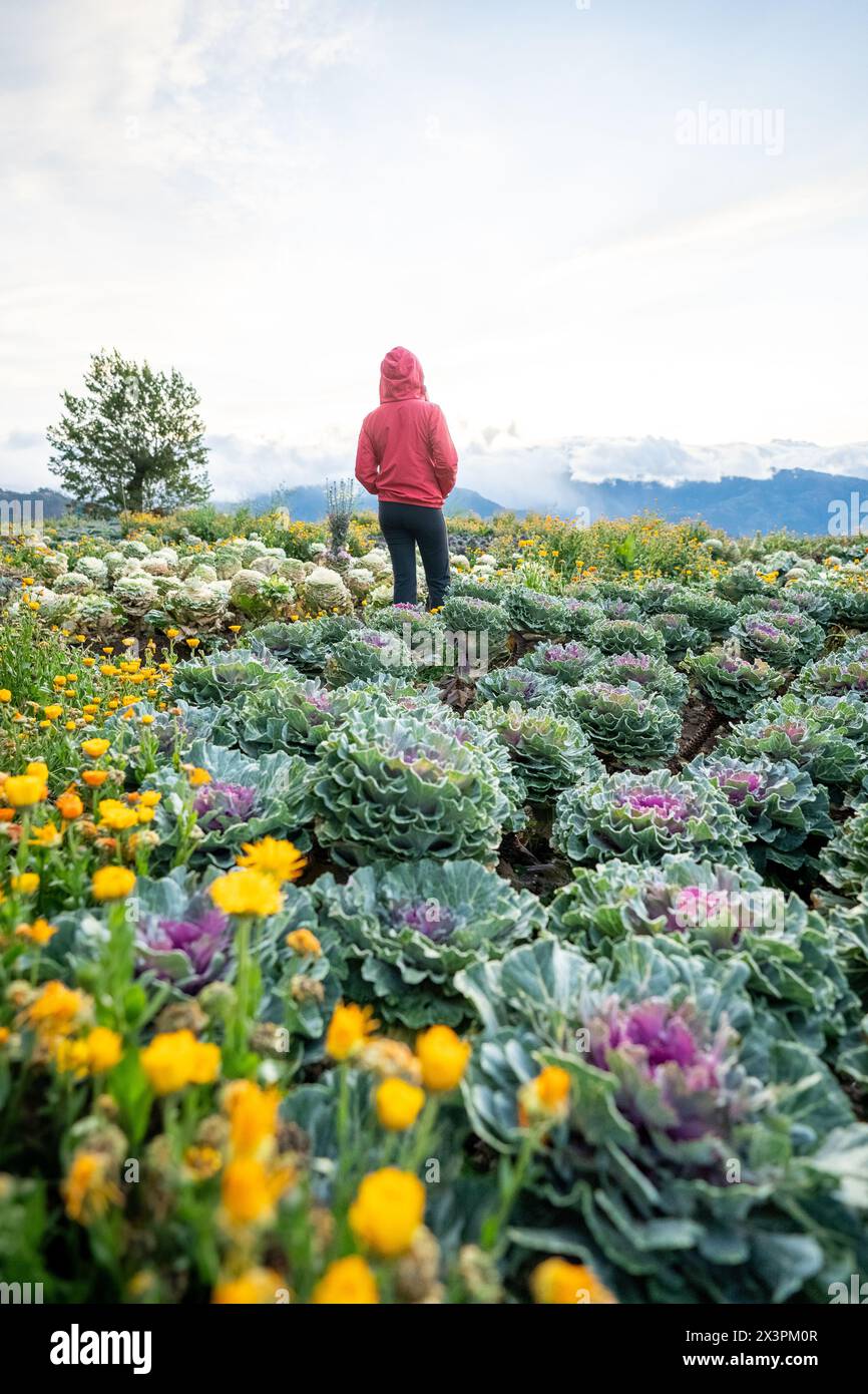 Scenic of flower farm at Atok, Benguet in the mountain province of the ...
