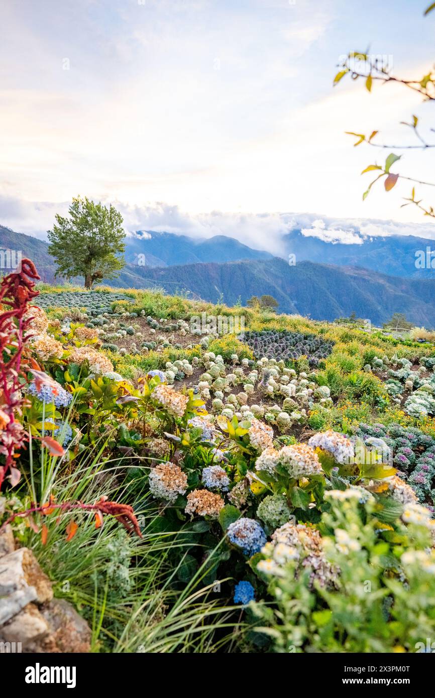 Scenic of flower farm at Atok, Benguet in the mountain province of the ...
