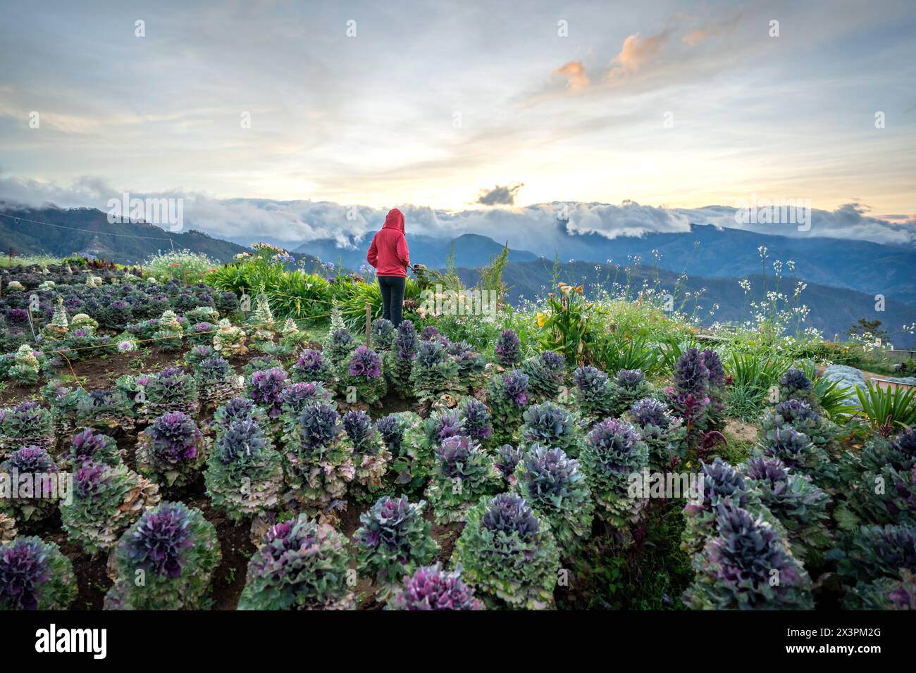 Scenic of flower farm at Atok, Benguet in the mountain province of the ...