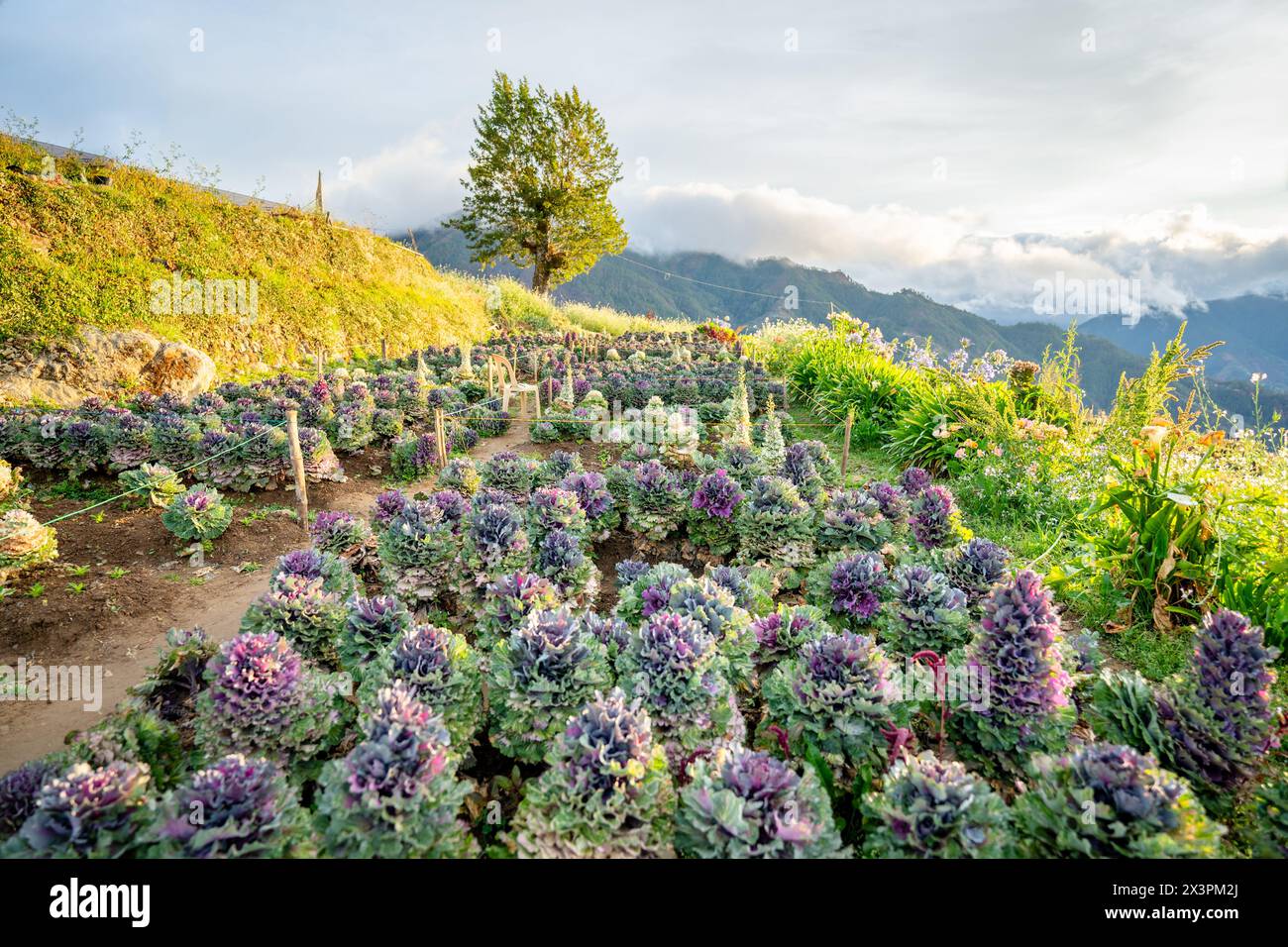 Scenic of flower farm at Atok, Benguet in the mountain province of the ...