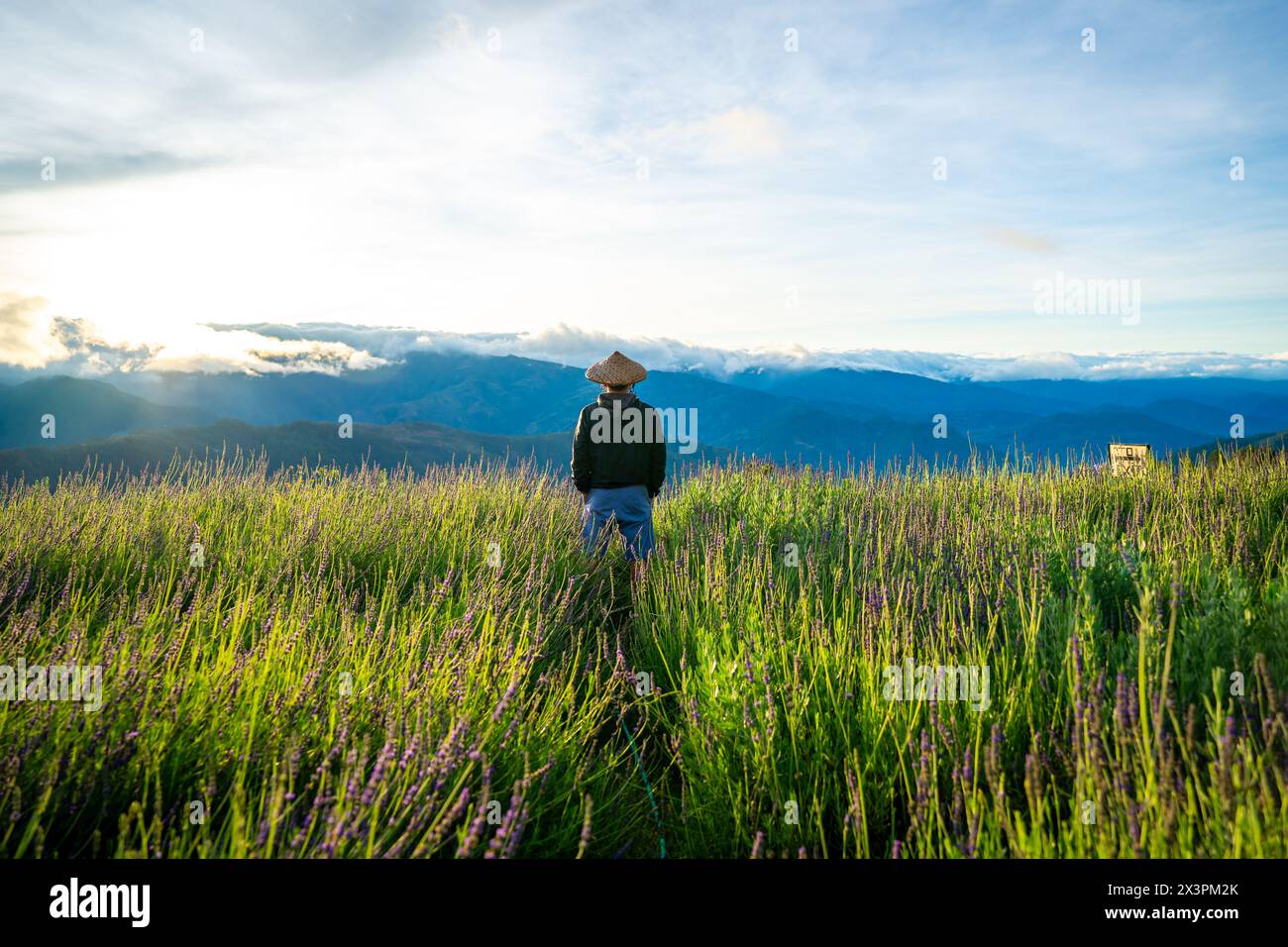 Scenic of flower farm at Atok, Benguet in the mountain province of the ...