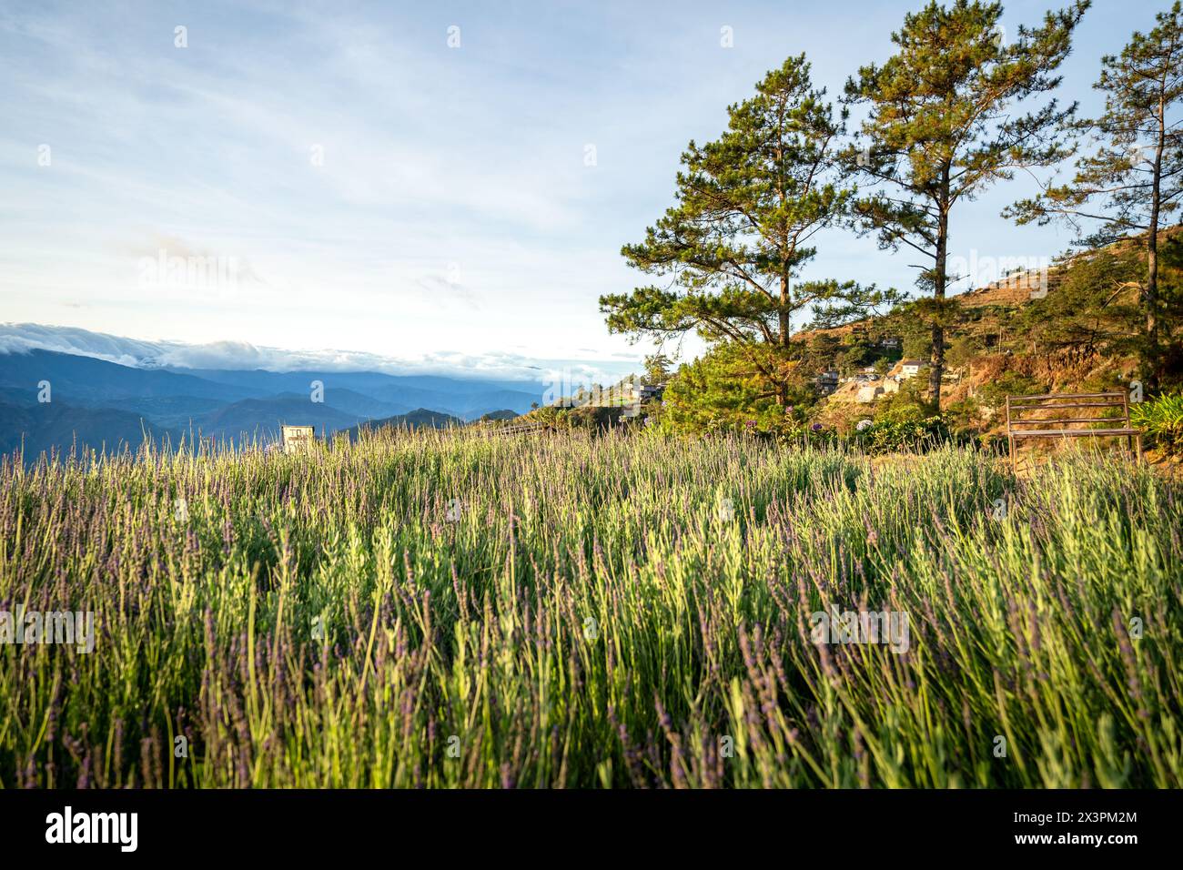 Scenic of flower farm at Atok, Benguet in the mountain province of the ...