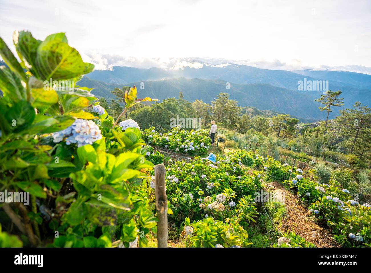 Scenic of flower farm at Atok, Benguet in the mountain province of the ...