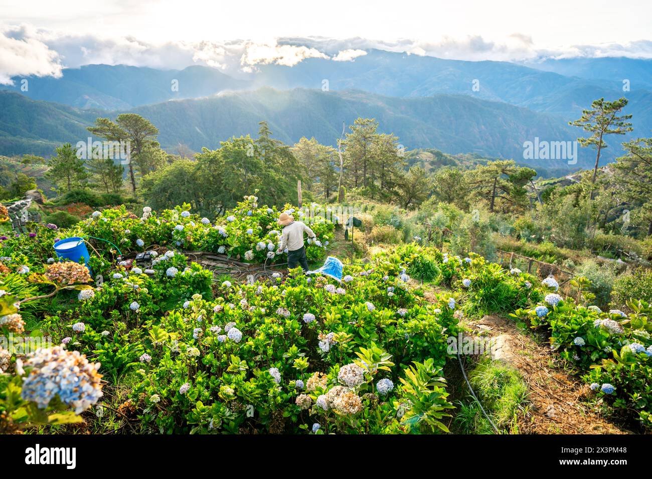 Scenic of flower farm at Atok, Benguet in the mountain province of the ...
