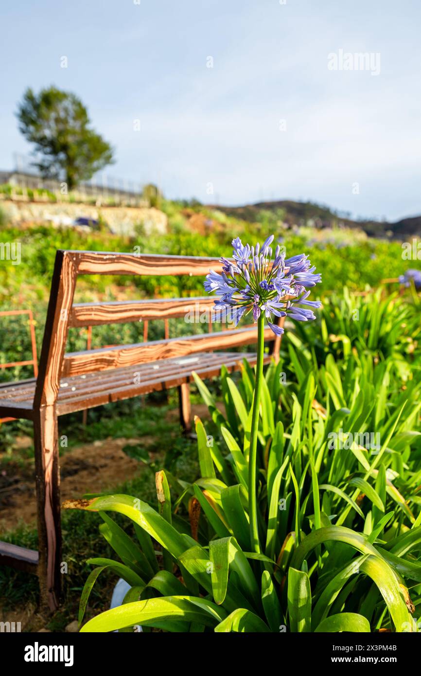 Scenic of flower farm at Atok, Benguet in the mountain province of the ...
