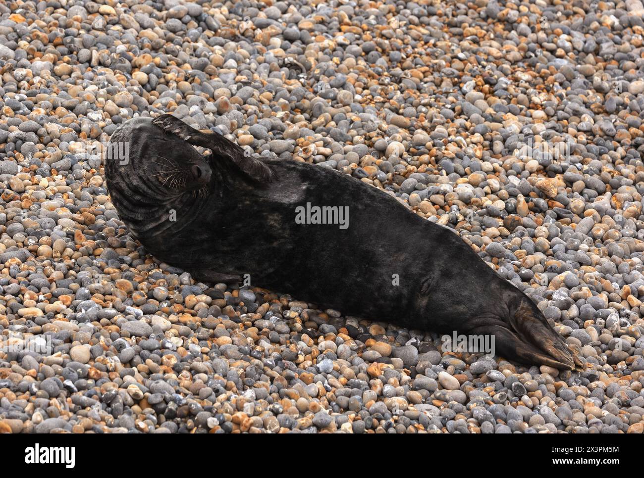Seal brain fog hi-res stock photography and images - Alamy