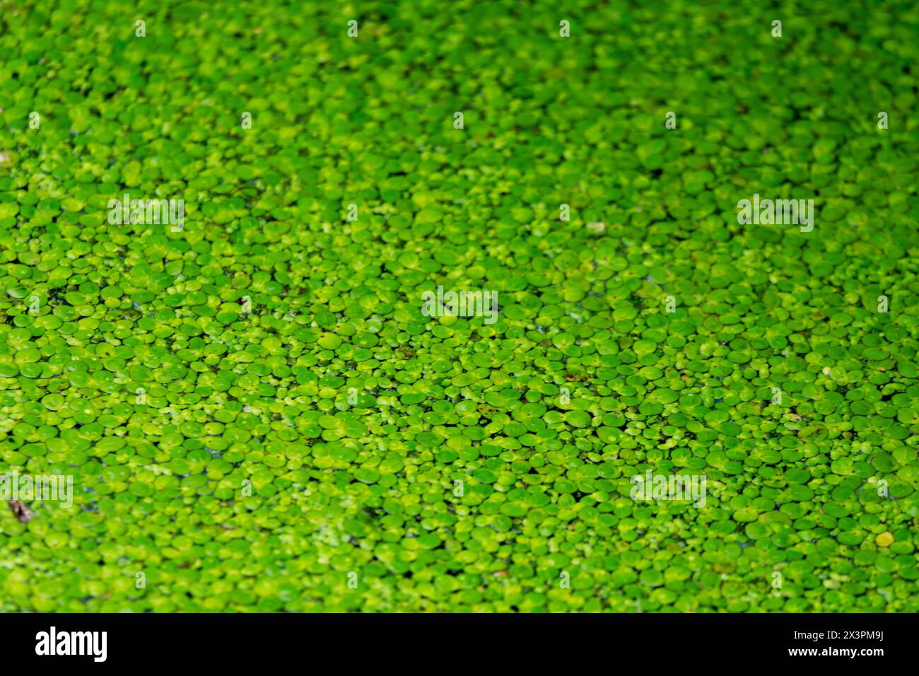 Duckweed floats on the top of a lake and gathers in the shallows. Taken ...