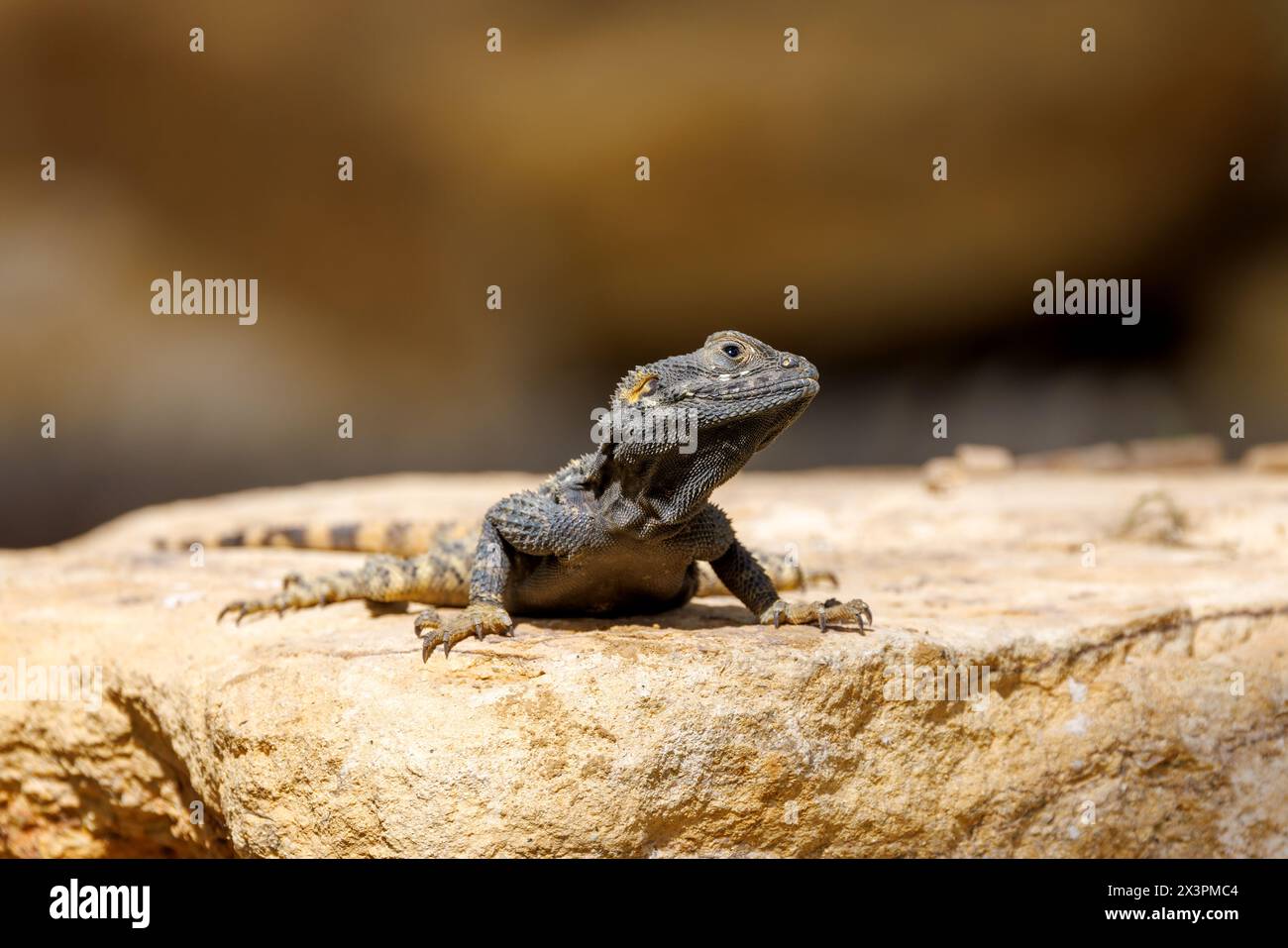 A starred agama lizard, stellagama stellio, on a rock. Also known as ...