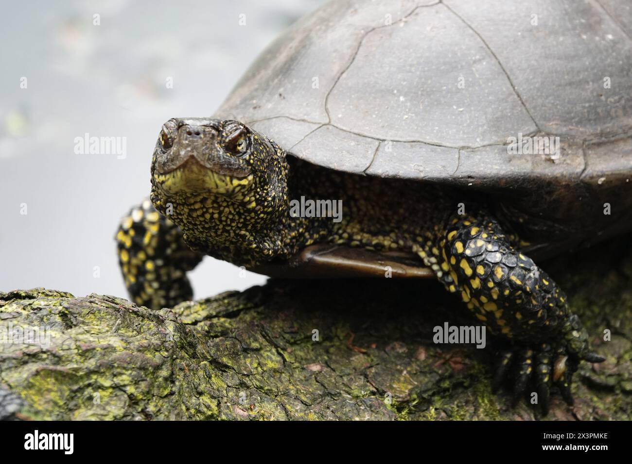 Natural looking pond hi-res stock photography and images - Alamy
