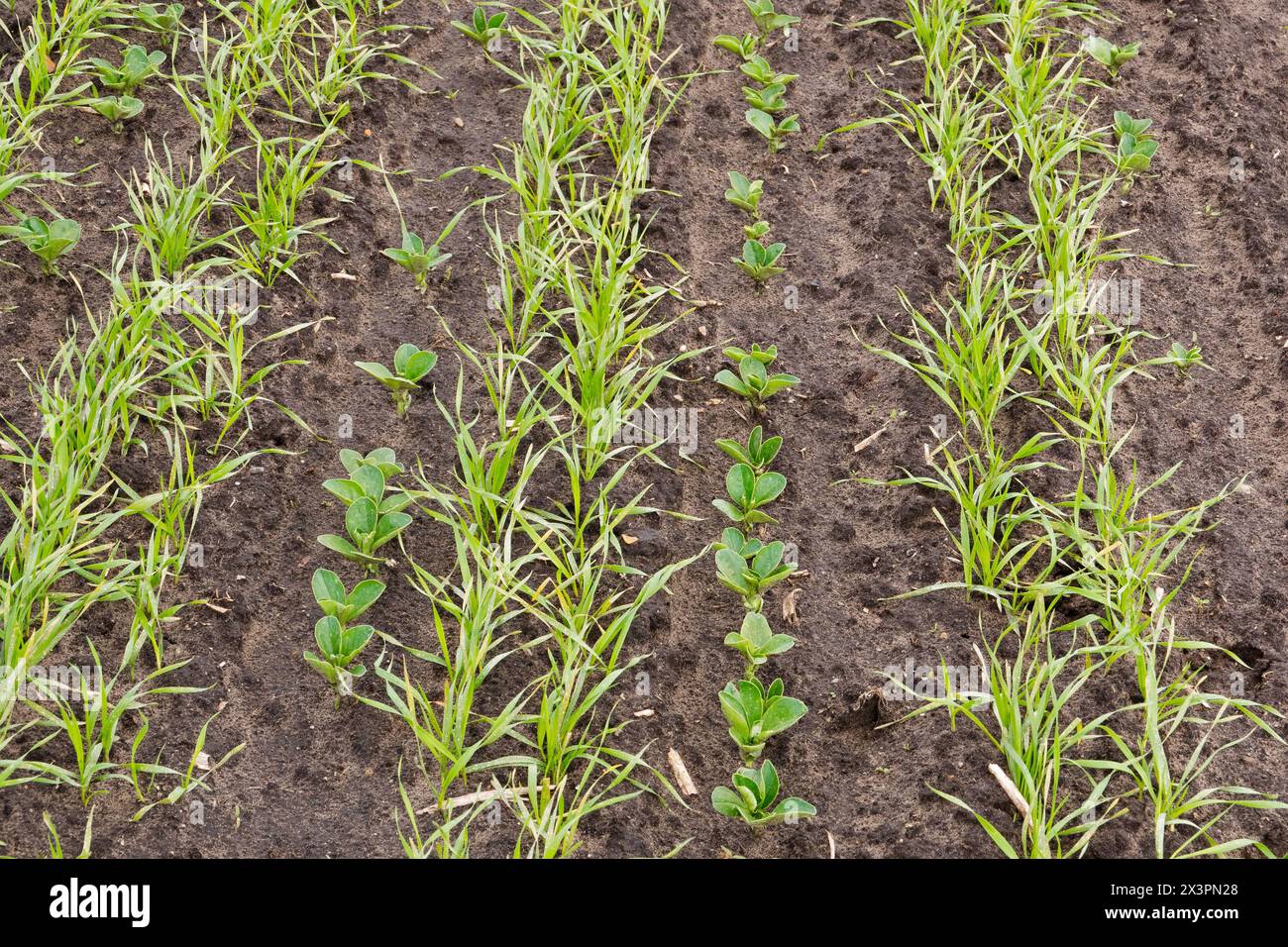 Intercropping bean hi-res stock photography and images - Alamy
