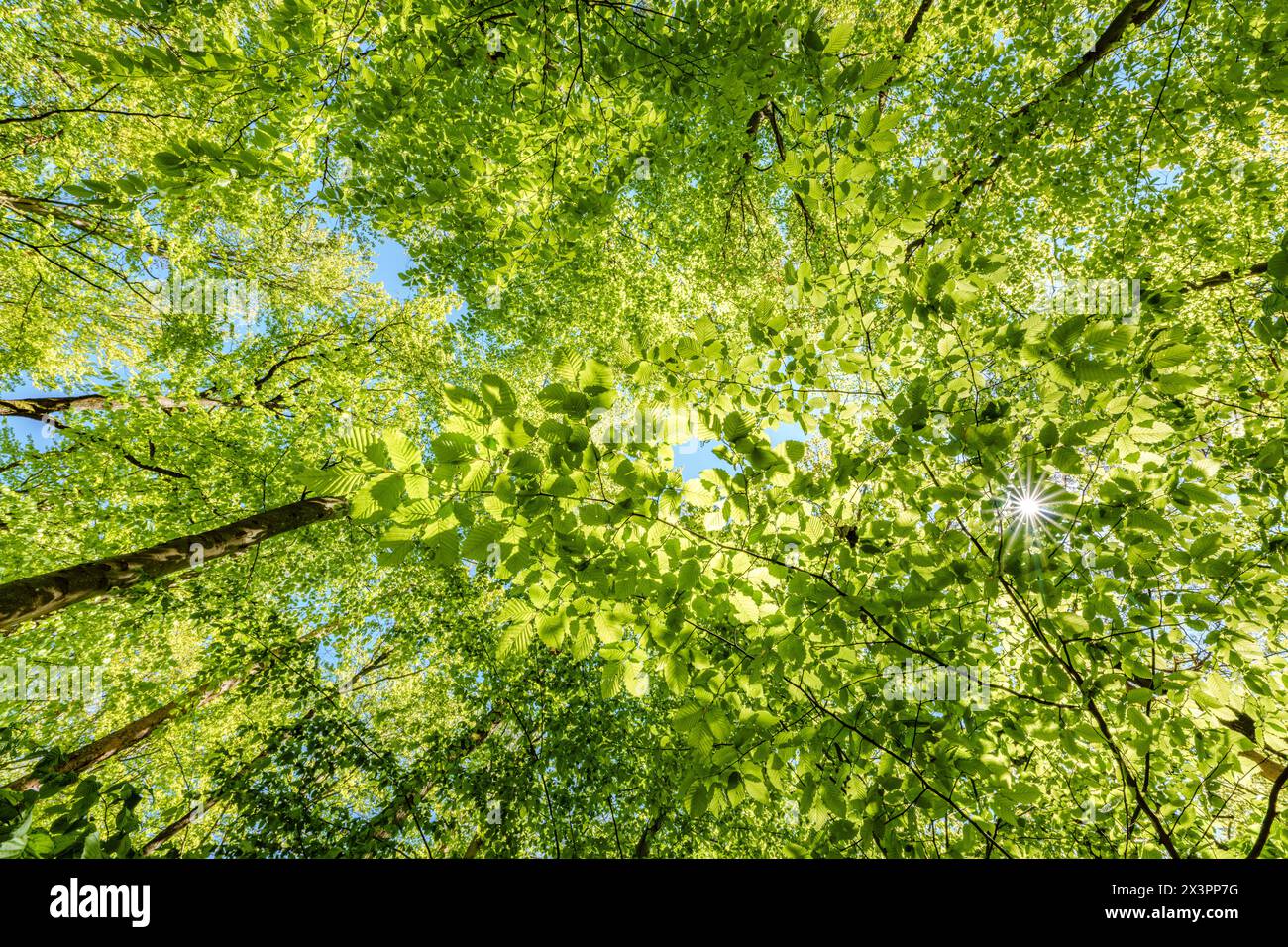 Observing the sun peeking through the trees in a forest is a serene ...