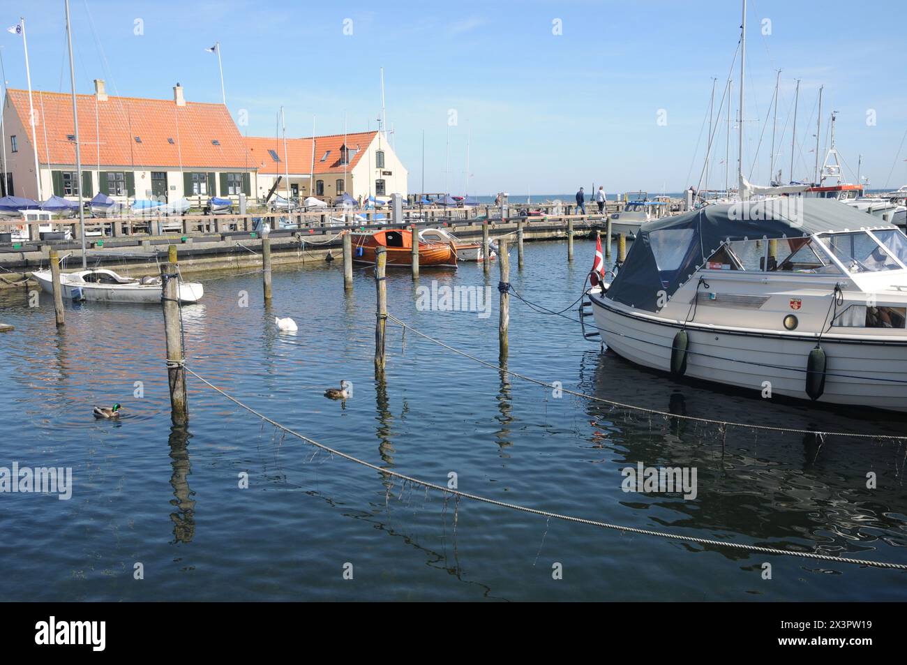 Dragor/Amager Island / Denmark/28 April 2024/.Swans and ducks birds in ...