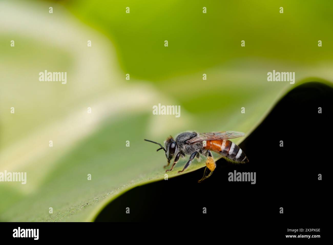 Honey bee at the edge of the plant leaf. Pollen bag of honey bee ...
