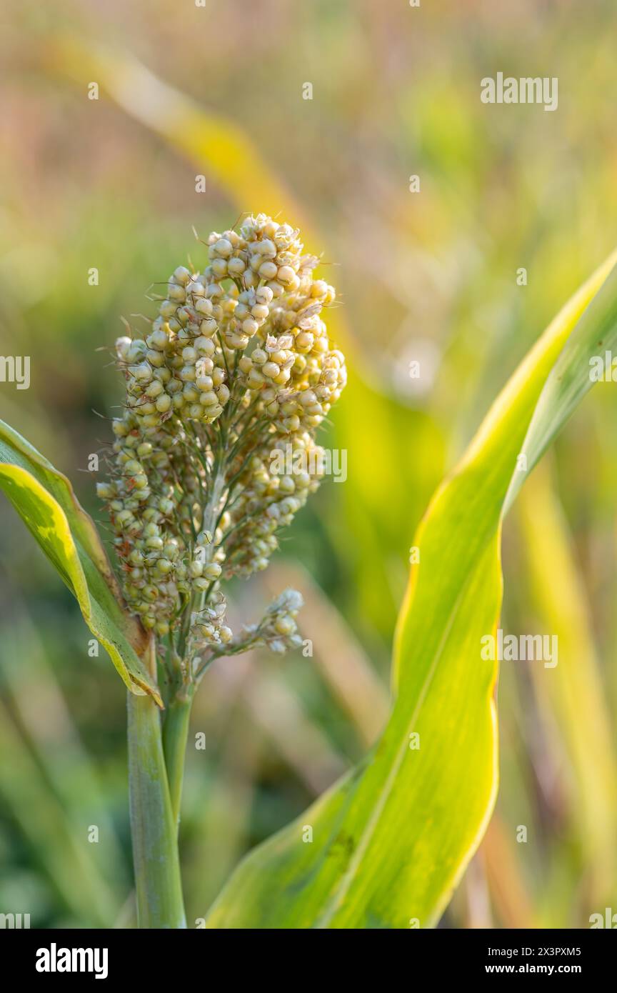 Jowar crop hi-res stock photography and images - Alamy