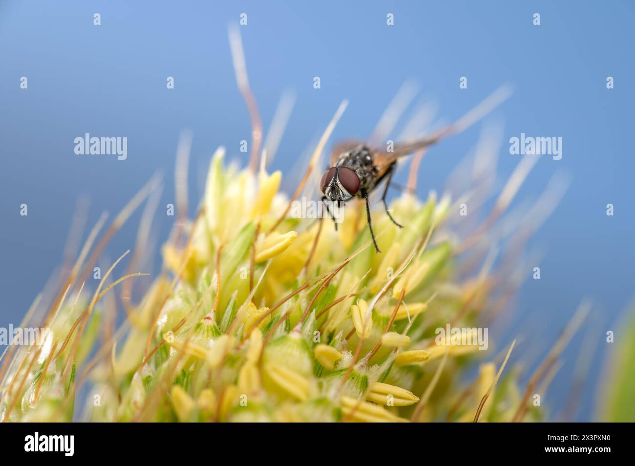 Close up photo of fly insect on the sorghum jowar panicle. Blue sky ...