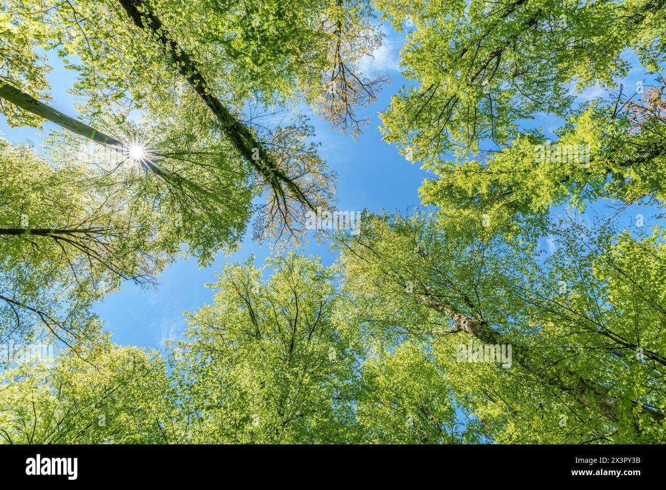 Observing the sun peeking through the trees in a forest is a serene ...