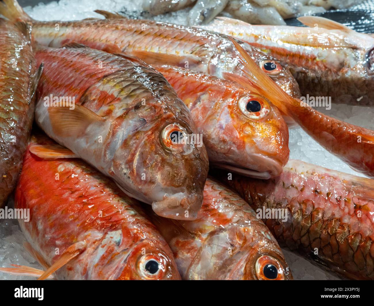 Close-up of red snapper fishes (lutjanus) on ice offered on a fish ...