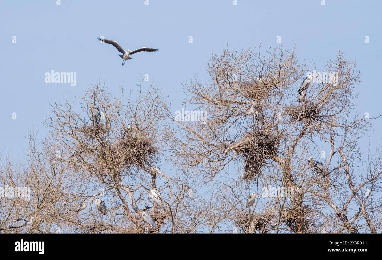 wild bird, great gray heron in flight over nests on a tree in the ...